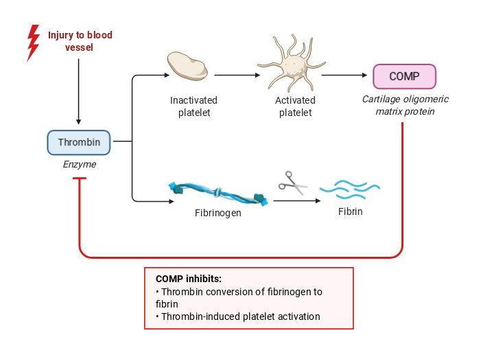 COMP Inhibition of Thrombin | BioRender Science Templates