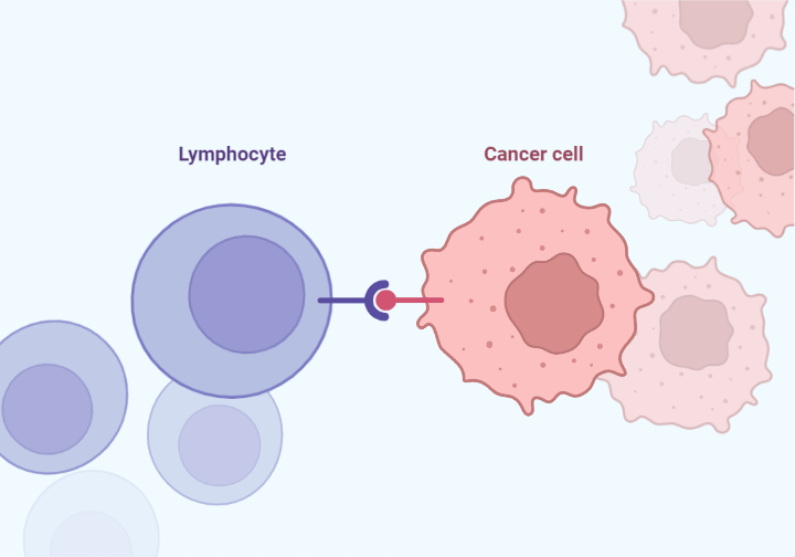 Cancer Lymphocyte Interaction | BioRender Science Templates