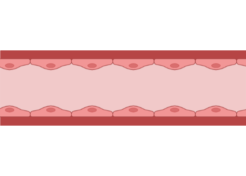Blood Vessel (Straight, Light Background) | BioRender Science Templates