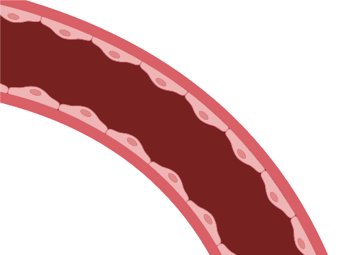 Blood Vessel (Curving, Dark Background) | BioRender Science Templates