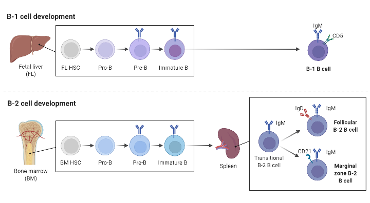B-1 and B-2 Cell Development | BioRender Science Templates