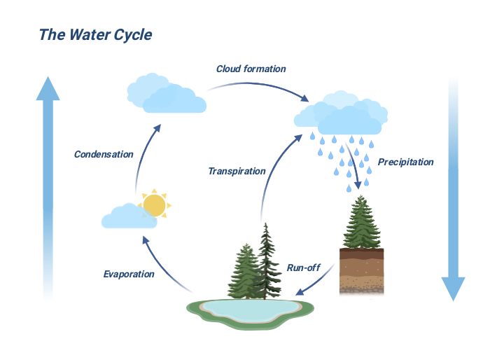 The Water Cycle | BioRender Science Templates