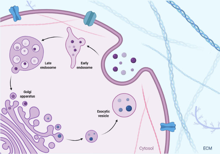 Cellular Environment | BioRender Science Templates