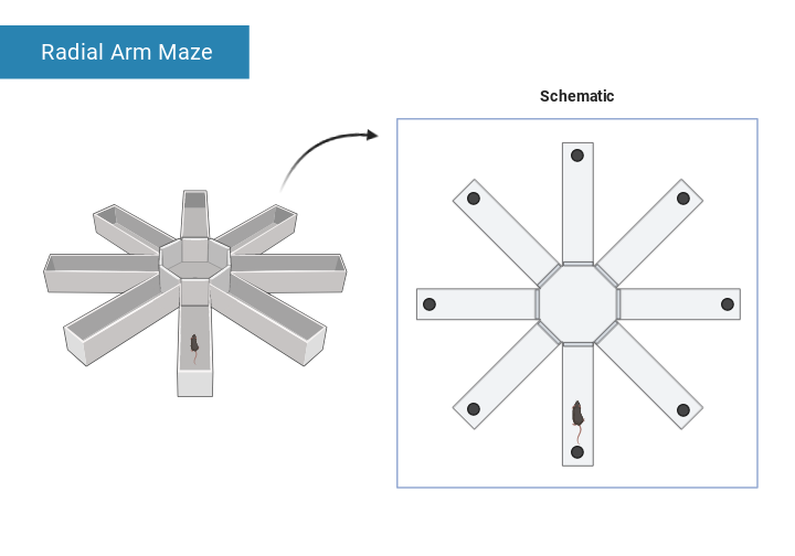 Radial Arm Maze | BioRender Science Templates