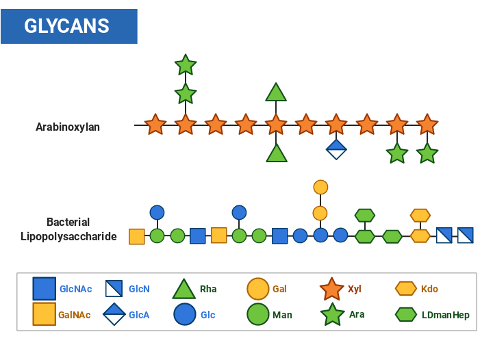 Glycans 2 | BioRender Science Templates