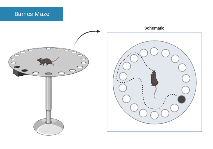 Barnes Maze 1 | BioRender Science Templates