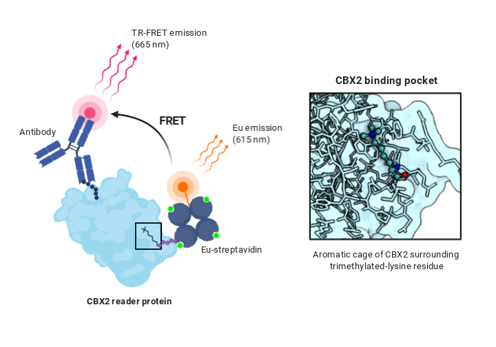 TR-FRET Assay for Trimethylated-Lysine Residue | BioRender Science ...