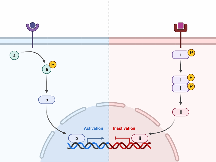 Blank Comparison Pathway (Linear) | BioRender Science Templates