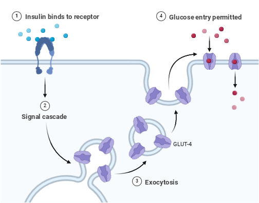 Insulin Pathway | BioRender Science Templates