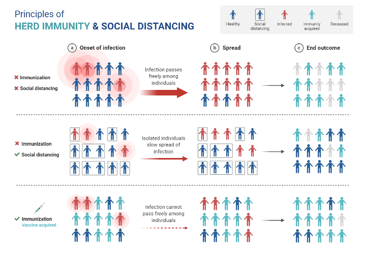 Principles of Herd Immunity and Social Distancing | BioRender Science ...