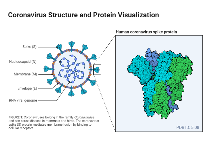 Coronavirus Structure and Protein Visualization | BioRender Science ...