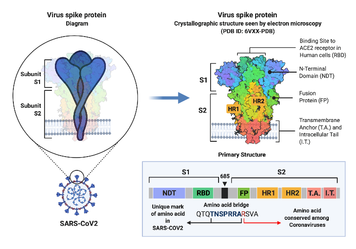 An In-depth Look into the Structure of the SARS-CoV2 Spike Glycoprotein | BioRender Science ...