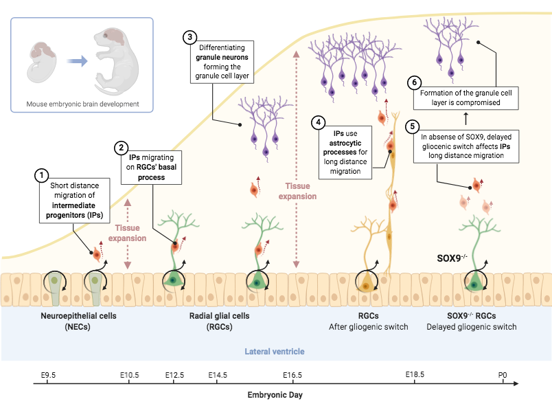 Embryonic Migration of Neuronal Progenitors Relies on Astrocytic ...