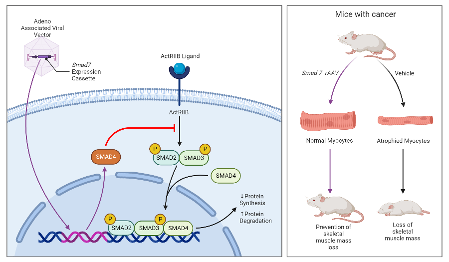Smad7 Gene Delivery Prevents Muscle Wasting Associated with Cancer in ...