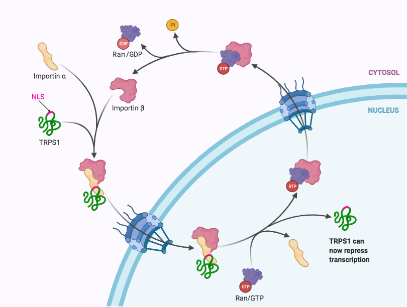 TRPS1 Transport into the Nucleus | BioRender Science Templates