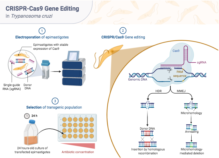 CRISPR-Cas9 Gene Editing in Trypanosoma cruzi | BioRender Science Templates