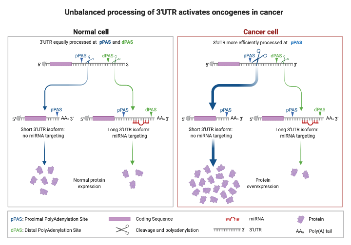 Unbalanced Processing of 3'UTR Activates Oncogenes in Cancer ...