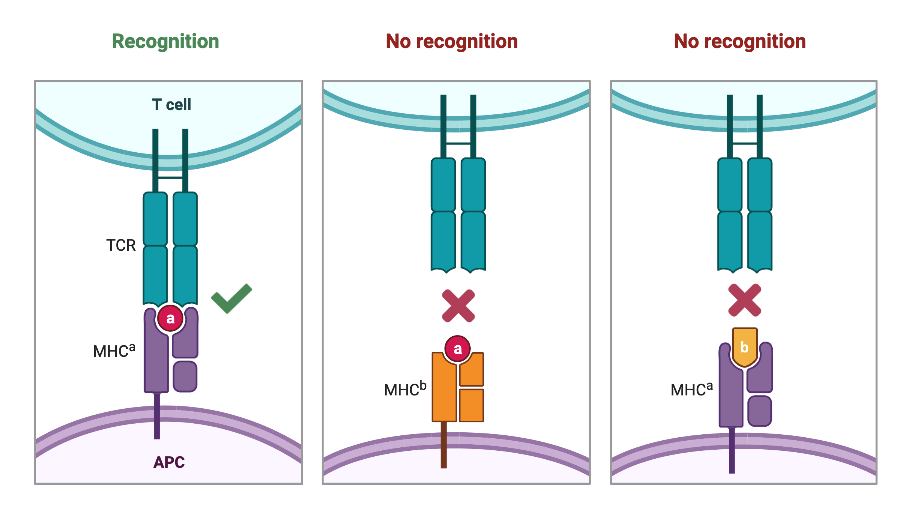 TCR Binds to Peptide and MHC | BioRender Science Templates TCR Binds to Peptide and MHC | BioRender Science Templates
