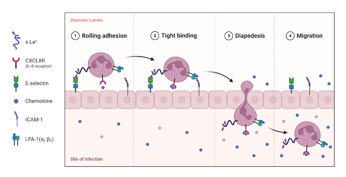Mechanisms Of Leukocyte Transendothelial Migration – HYSK
