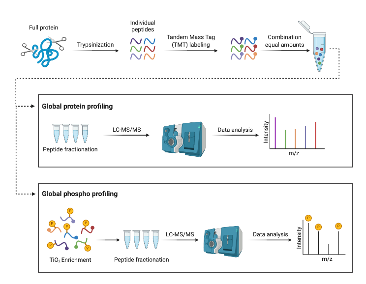 Global Protein and Phospho Profiling | BioRender Science Templates