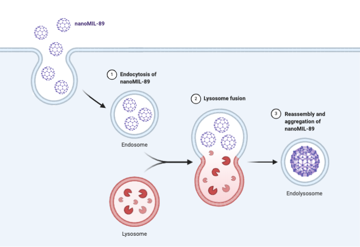 Cellular Uptake of MIL-89 Nanoparticles into Endocytic Vesicles ...