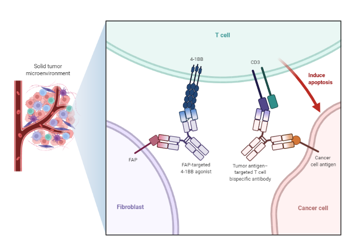 Tumor-Targeted Therapy Using a Fibroblast Activation Protein-4-1BB ...