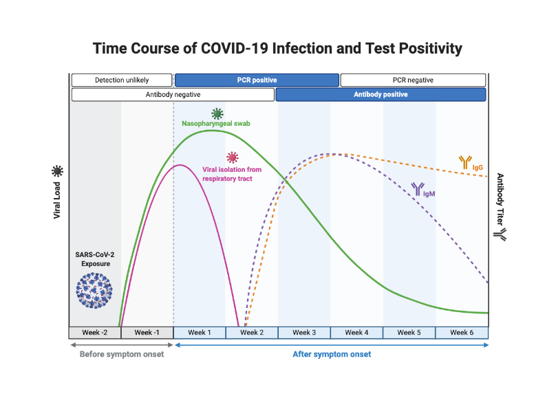 Time Course of COVID-19 Infection and Test Positivity | BioRender ...