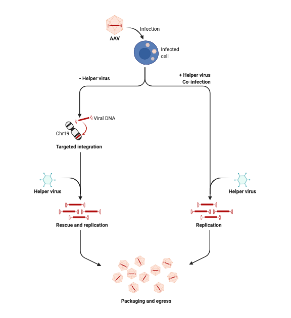 Adeno-Associated Virus (AAV) Life Cycle | BioRender Science Templates