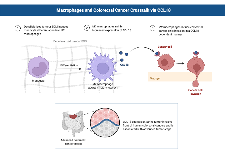 M2-like Macrophages Promote Colorectal Cancer Cell Invasion through ...