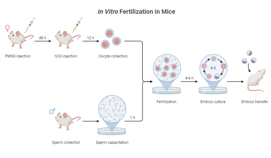 In Vitro Fertilization In Mice Biorender Science Templates