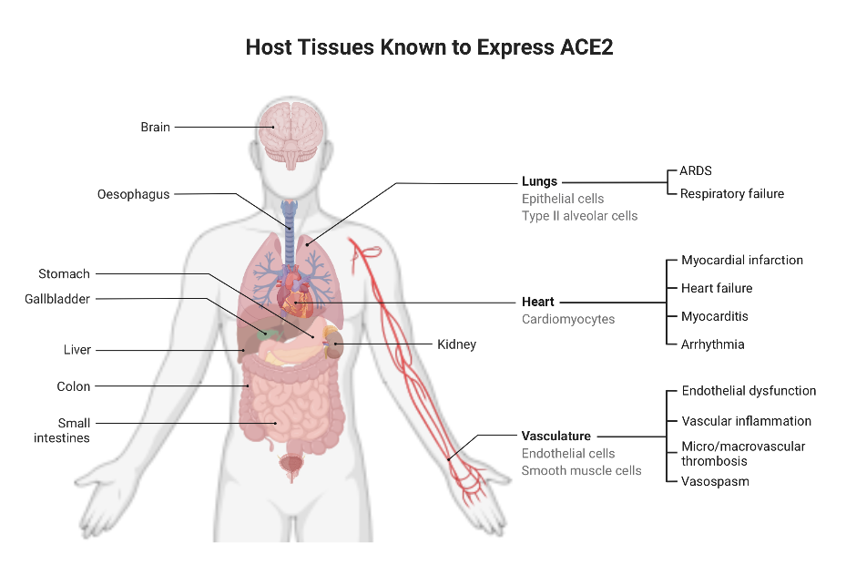 Expression Of Ace2 Receptor In Human Host Tissues Biorender Science