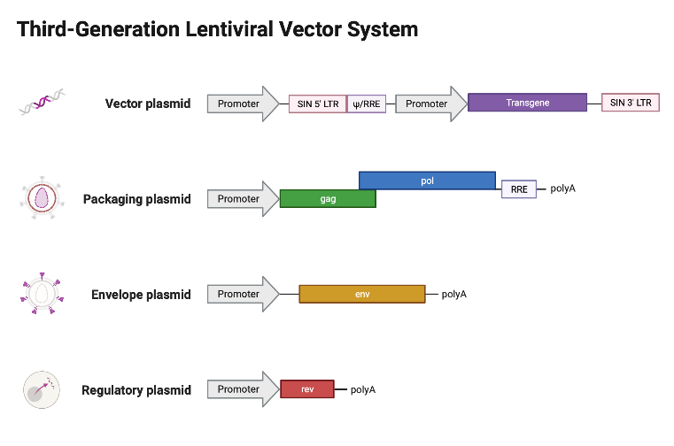 Third-Generation Lentiviral Vector System | BioRender Science Templates