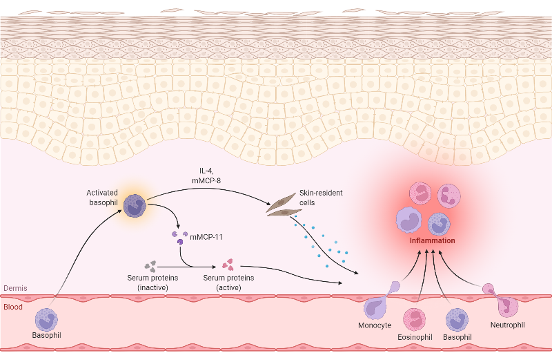 Basophil-Mediated Skin Inflammation | BioRender Science Templates