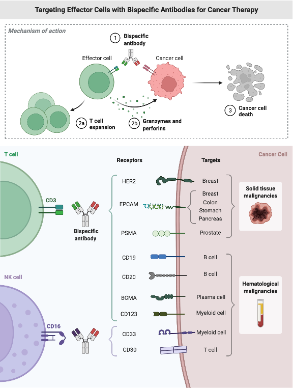 Targeting Effector Cells with Bispecific Antibodies for Cancer Therapy ...