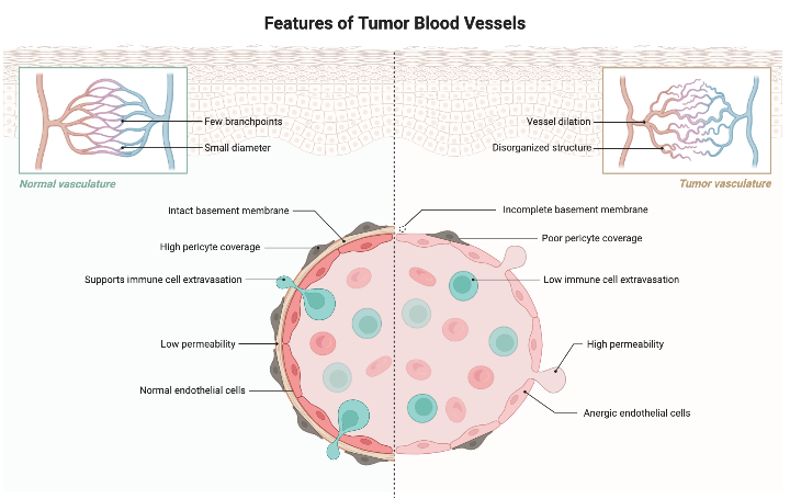 Features of Tumor Blood Vessels | BioRender Science Templates