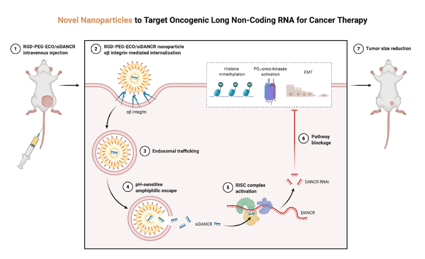 Novel Nanoparticles Target Oncogenic Long Non-Coding RNA for Cancer ...