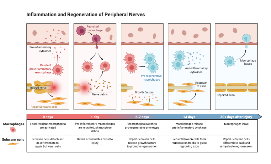 Inflammation and Regeneration of Peripheral Nerves | BioRender Science ...