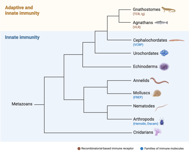 Distribution of the Innate and Adaptive Immune Systems through the ...