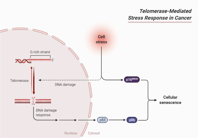 Telomerase-Mediated Stress Response in Cancer | BioRender Science Templates Telomerase-Mediated Stress Response in Cancer | BioRender Science Templates
