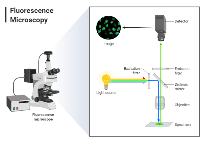 Fluorescence Microscopy | BioRender Science Templates