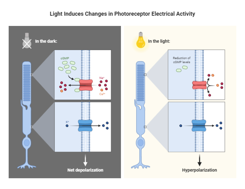 Light Induces Changes in Photoreceptor Electrical Activity | BioRender ...
