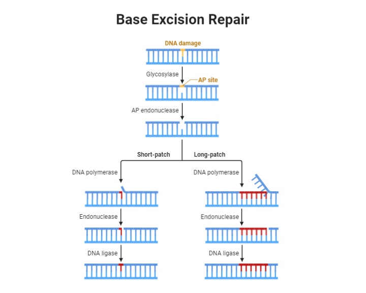 Base Excision Repair BioRender Science Templates