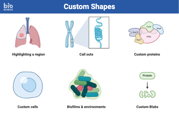 Custom shapes icon pack | BioRender Science Templates