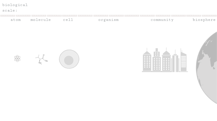 Virtual Background - Biological Scale | BioRender Science Templates
