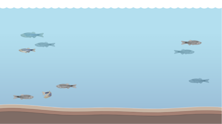 Virtual Background - Zebrafish | BioRender Science Templates