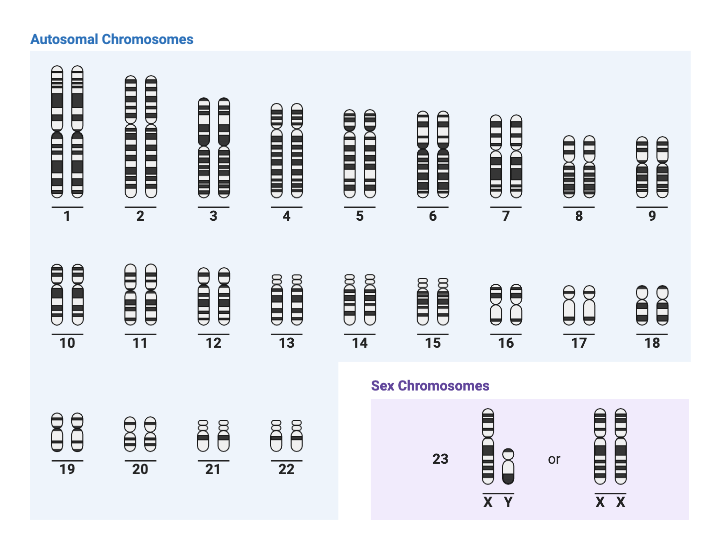 Human Karyotype | BioRender Science Templates