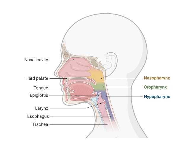 Head and Neck Anatomy | BioRender Science Templates
