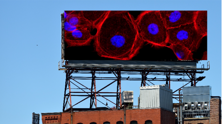 Virtual Background - Frame 8 | BioRender Science Templates