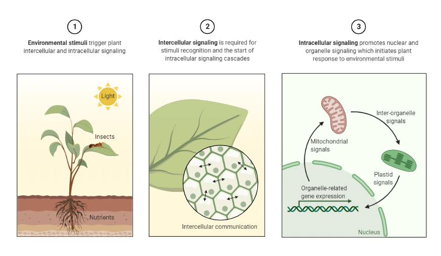 Plant Gene Expression | BioRender Science Templates