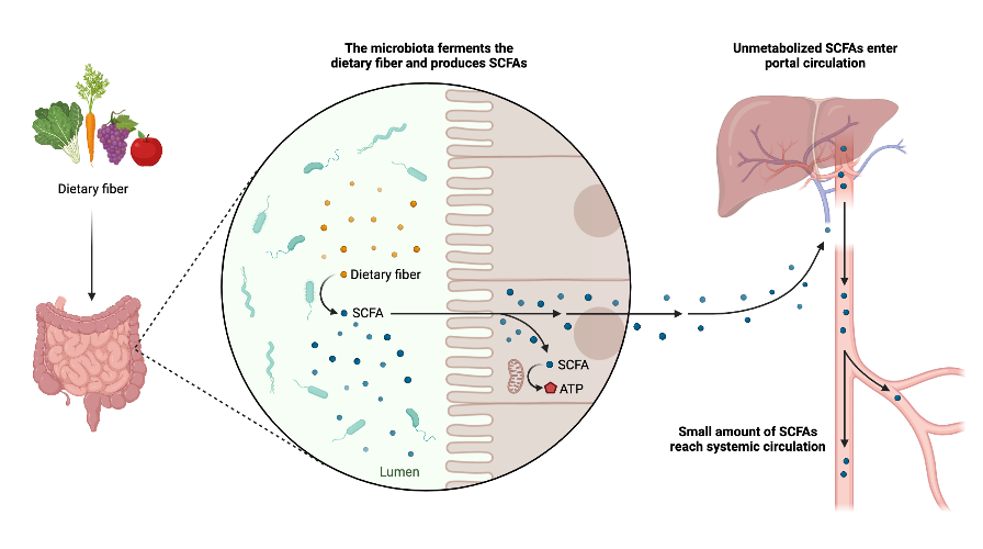 Metabolism of SCFAs | BioRender Science Templates